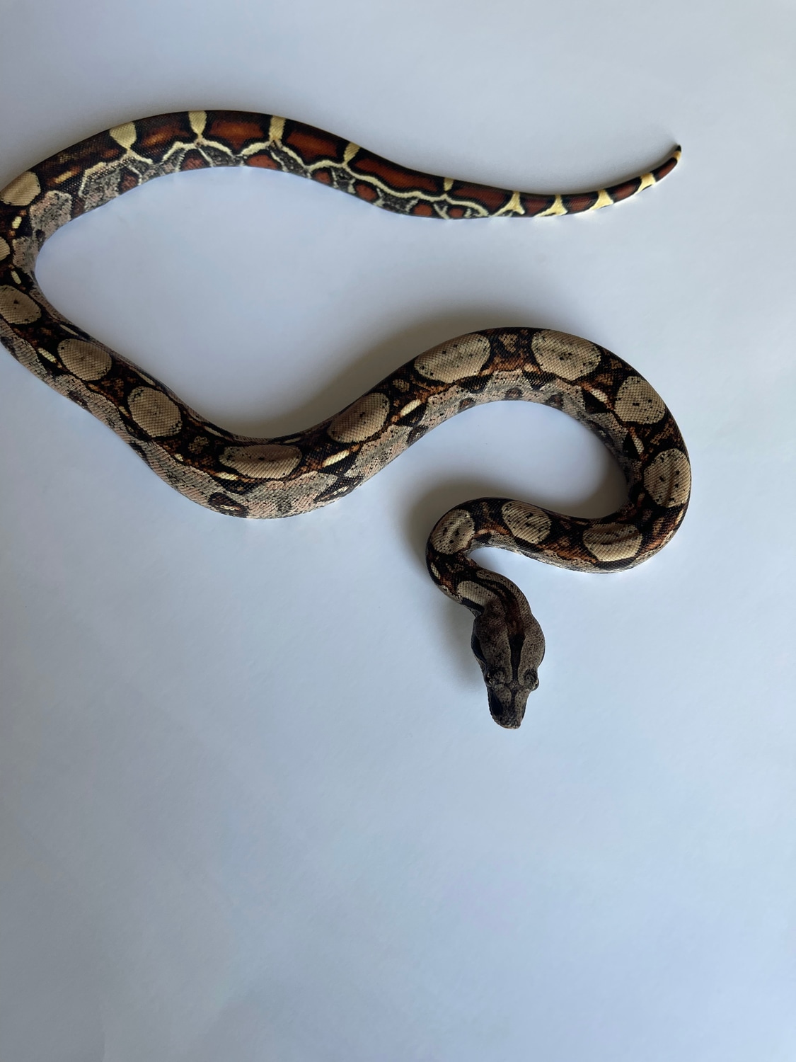 Purple Line IMG Het Sharp Boa Constrictor by Crested Ballers & Boas ...