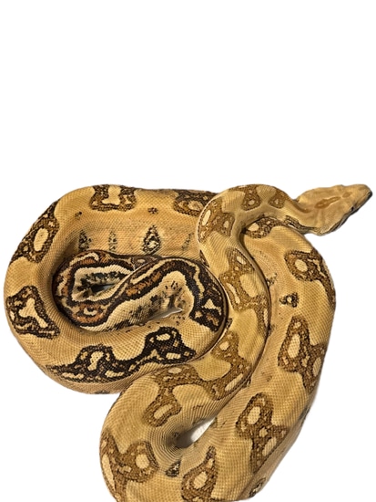 Labyrinth Poss Het Sharp Snow Boa Constrictor by Crested Ballers & Boas