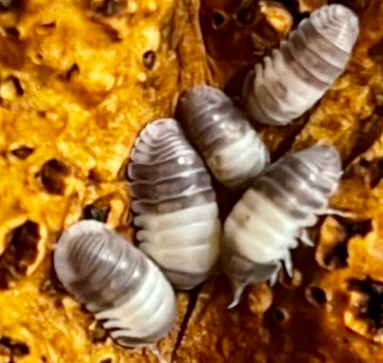 Panda Isopods (20) by Crested Geckids - MorphMarket