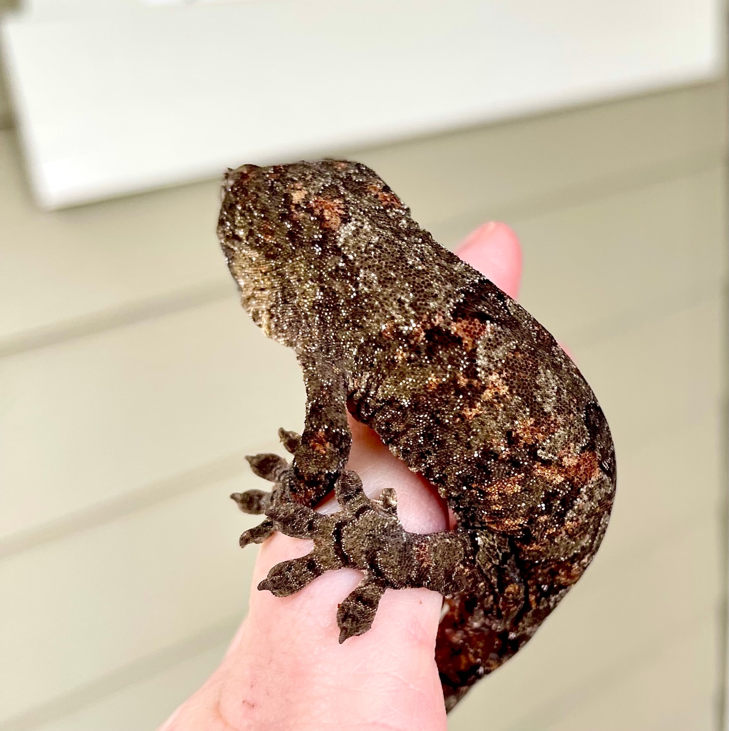 PDV Bred Sub Adult PI Female Chahoua Gecko by Crested Geckids - MorphMarket