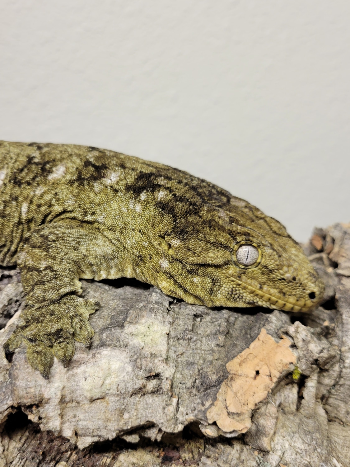 Adult Female Moro Cross Leachianus Gecko by Crested Geckids - MorphMarket