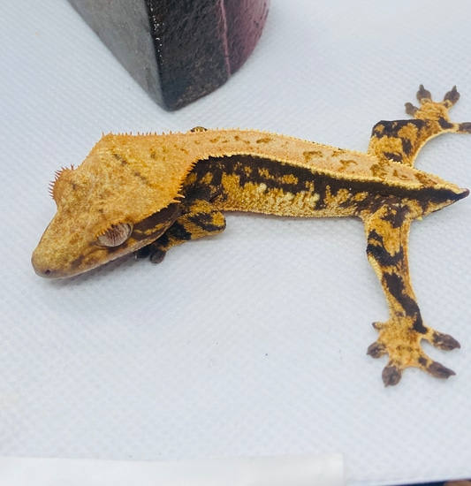 Bubble Gum Line Crested Gecko by Cvg Cresties