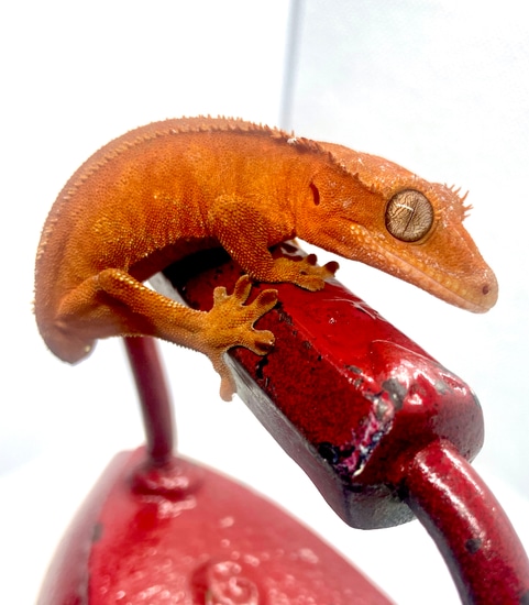 Super Soft Scale Red Crested Gecko by Cvg Cresties