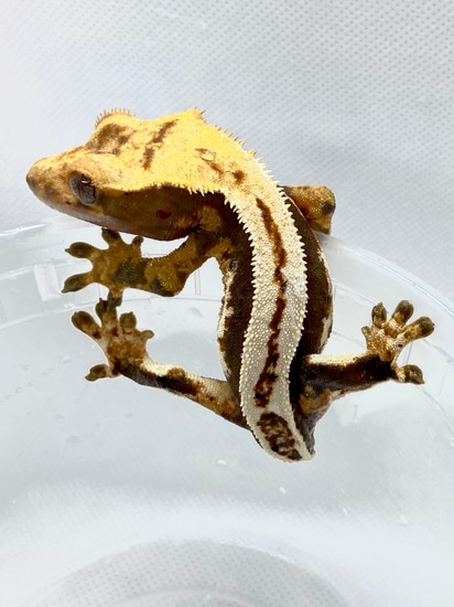 Lilly White Super Stripped Crested Gecko by Cvg Cresties