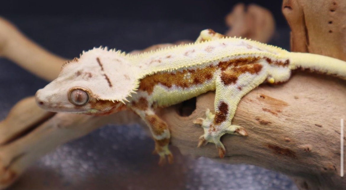Orange Lilly Crested Gecko by Crested Planet - MorphMarket