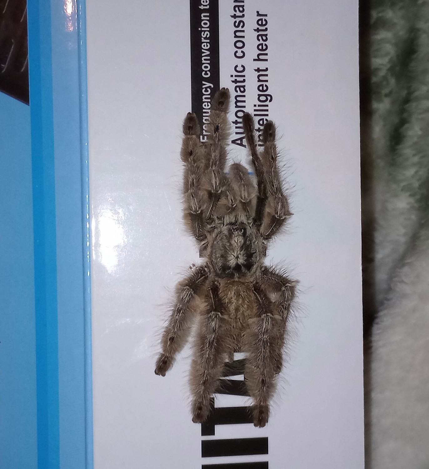 Feather Leg Baboon Tarantula by CrestedTortoiseBalls - MorphMarket