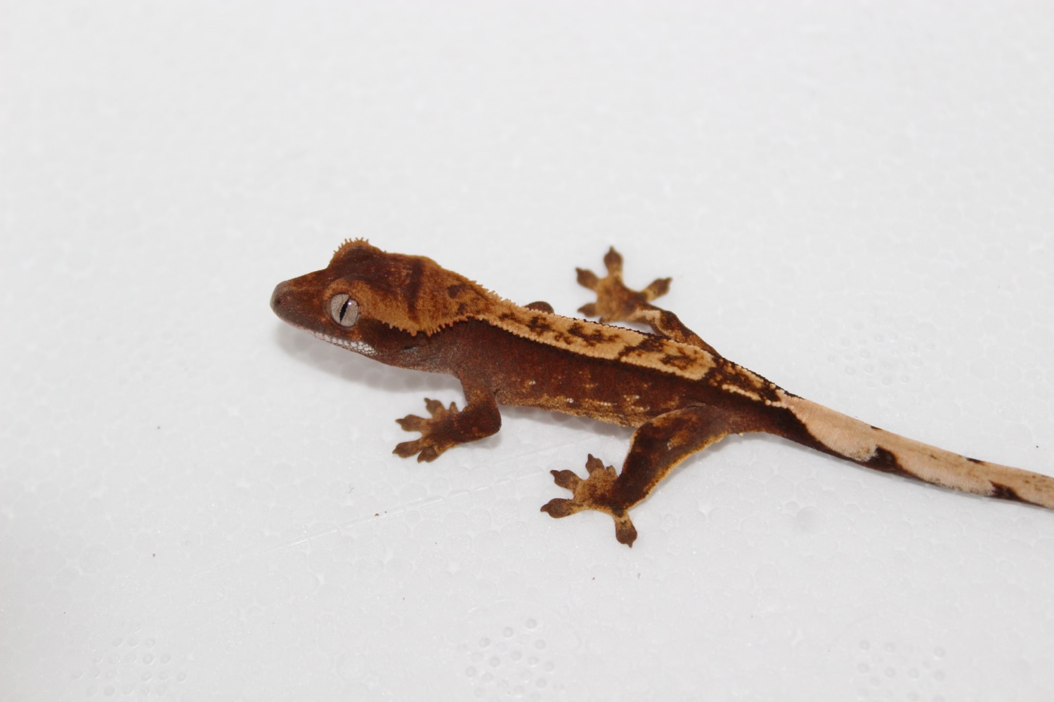 Unsexed Harlequin Partial Pinstripe Crested Gecko by Crestie Kingdom ...