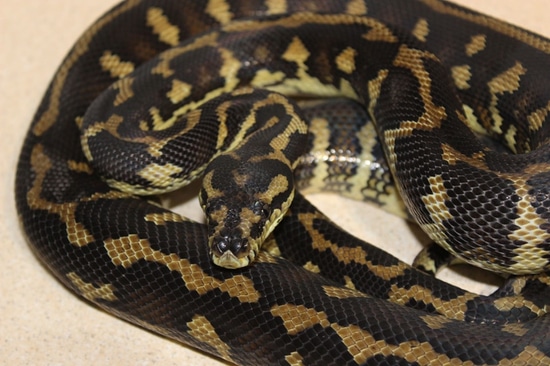 Pure Papuan Female Irian Jaya Carpet Python by Morelia et Alia
