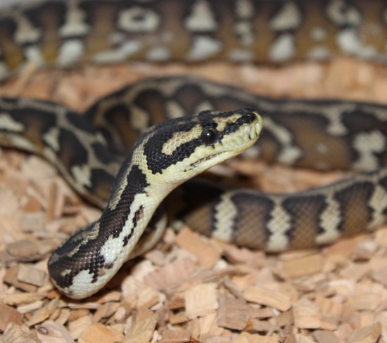 Pure Papuan Female Irian Jaya Carpet Python by Morelia et Alia