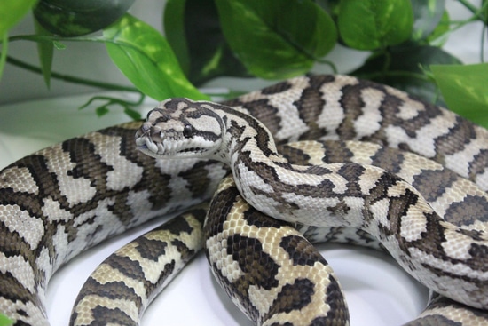 Proven Female Julatten Jungle Carpet Python by Morelia et Alia