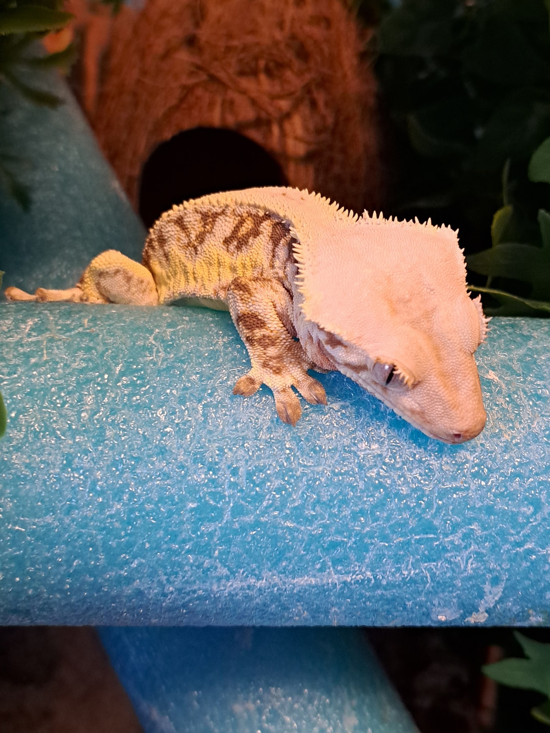 High White Lily White Crested Gecko by Crestie Obsession - MorphMarket