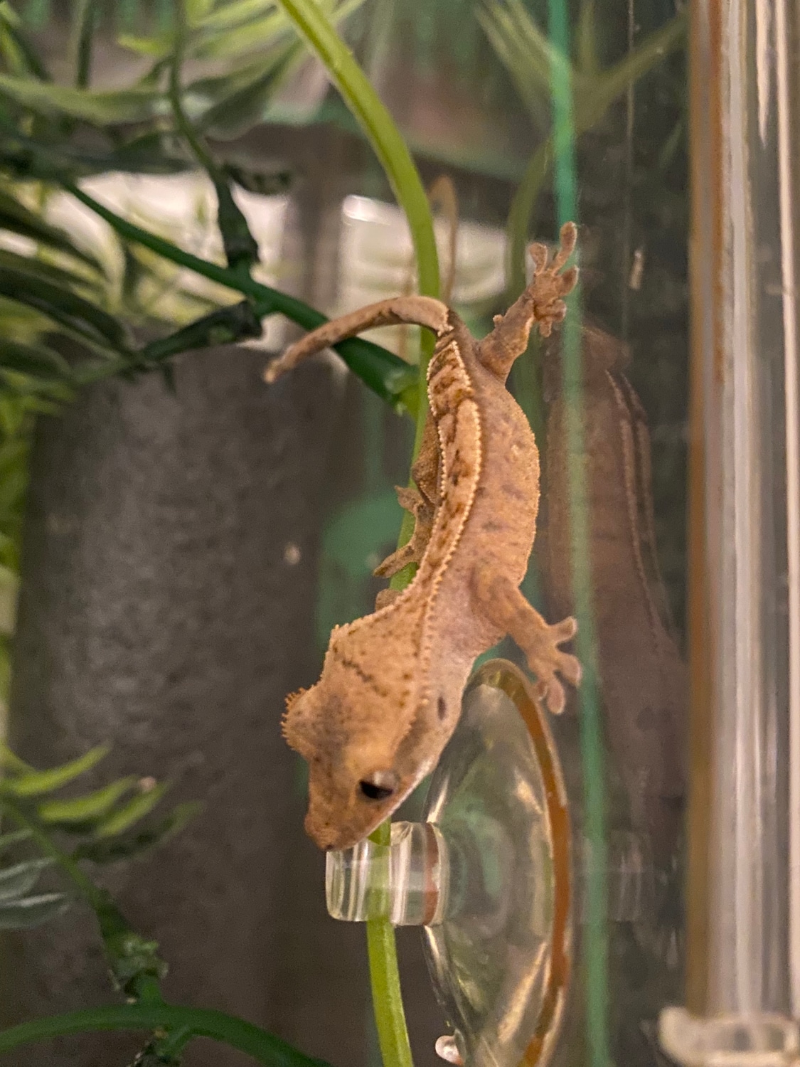 Baby Harlequin Crested Gecko by Small Scale Exotics - MorphMarket