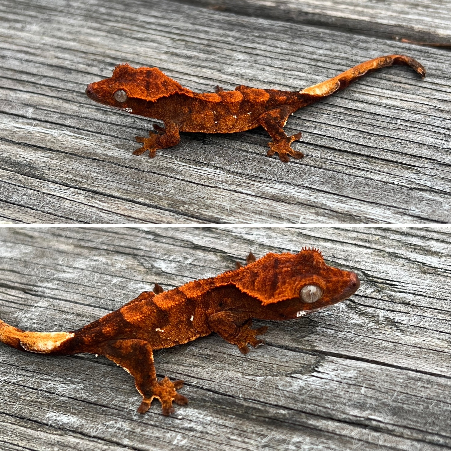 Orange Extreme Harlequin Crested Gecko by Crestie Lords - MorphMarket
