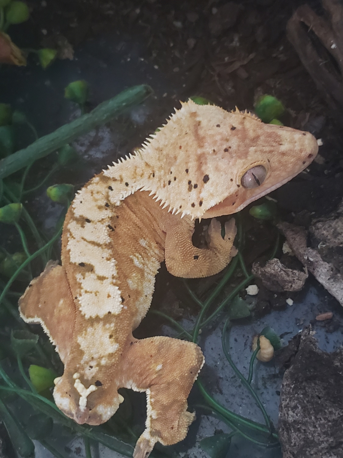 Almost RTB Crested Gecko by Crestiesrlife - MorphMarket