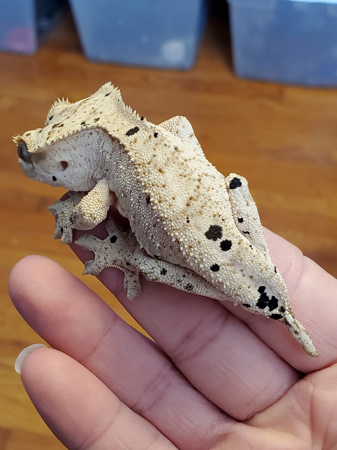 Cream Dalmatian Crested Gecko by Crestopia Reptiles,llc - MorphMarket