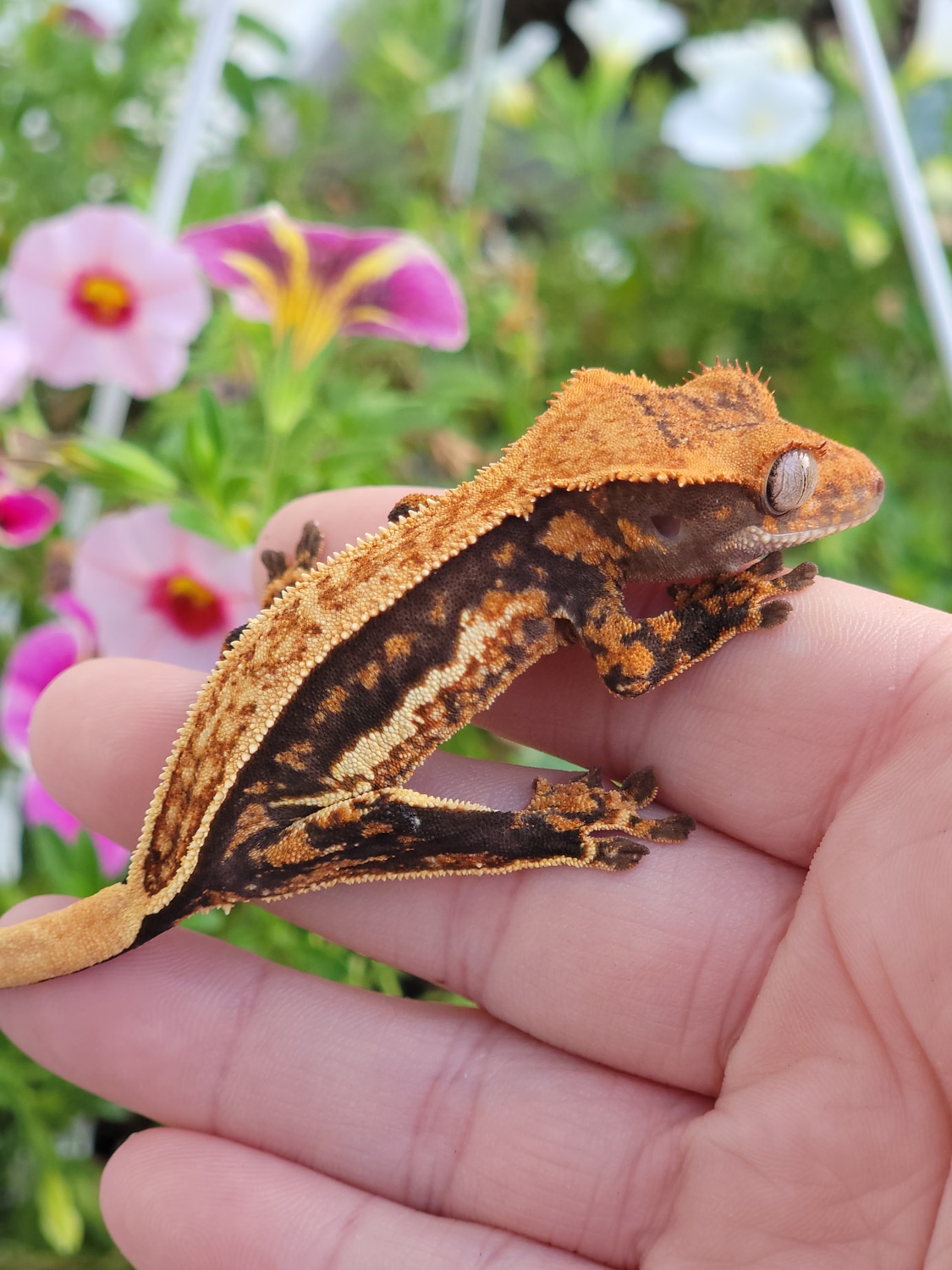 Quadstripe Tricolor Crested Gecko by Crestopia Reptiles,llc - MorphMarket