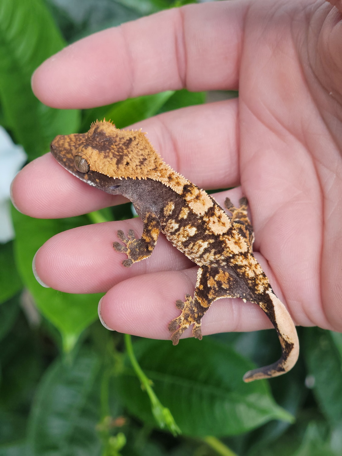 Extreme Harlequin Crested Gecko by Crestopia Reptiles,llc - MorphMarket