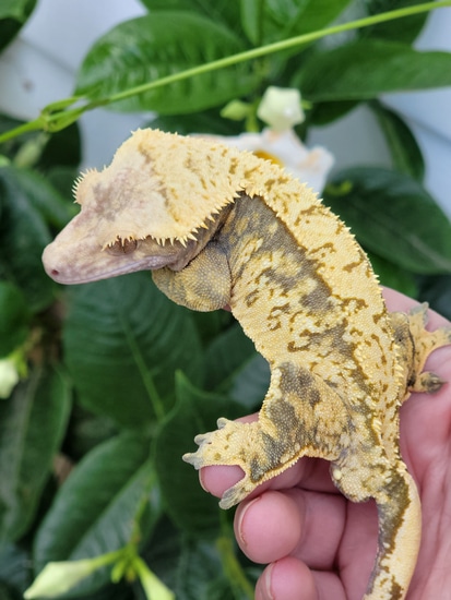 Cream Extreme Harlequin Crested Gecko by Crestopia Reptiles,llc