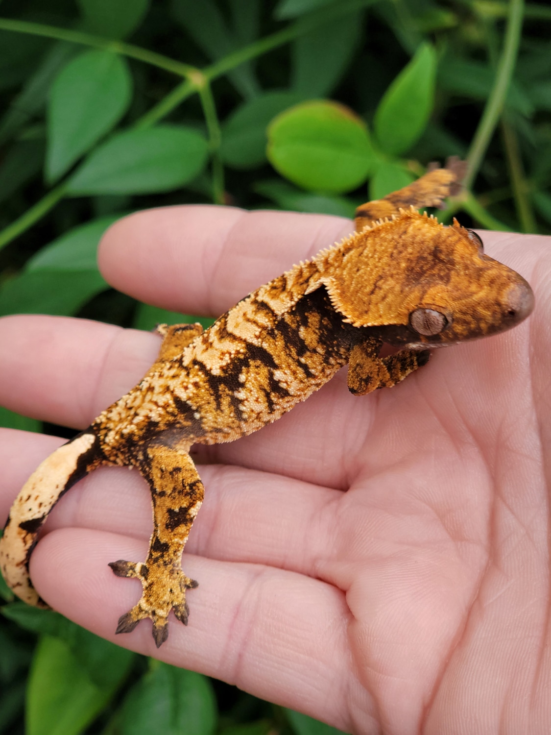 Extreme Harlequin Crested Gecko by Crestopia Reptiles,llc - MorphMarket
