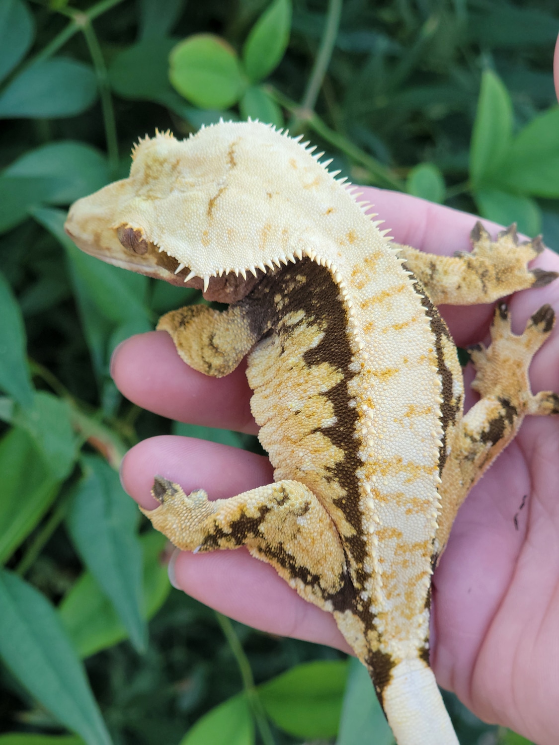 Extreme Harlequin Crested Gecko by Crestopia Reptiles,llc - MorphMarket