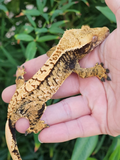 Crazy Extreme Harlequin Crested Gecko by Crestopia Reptiles,llc