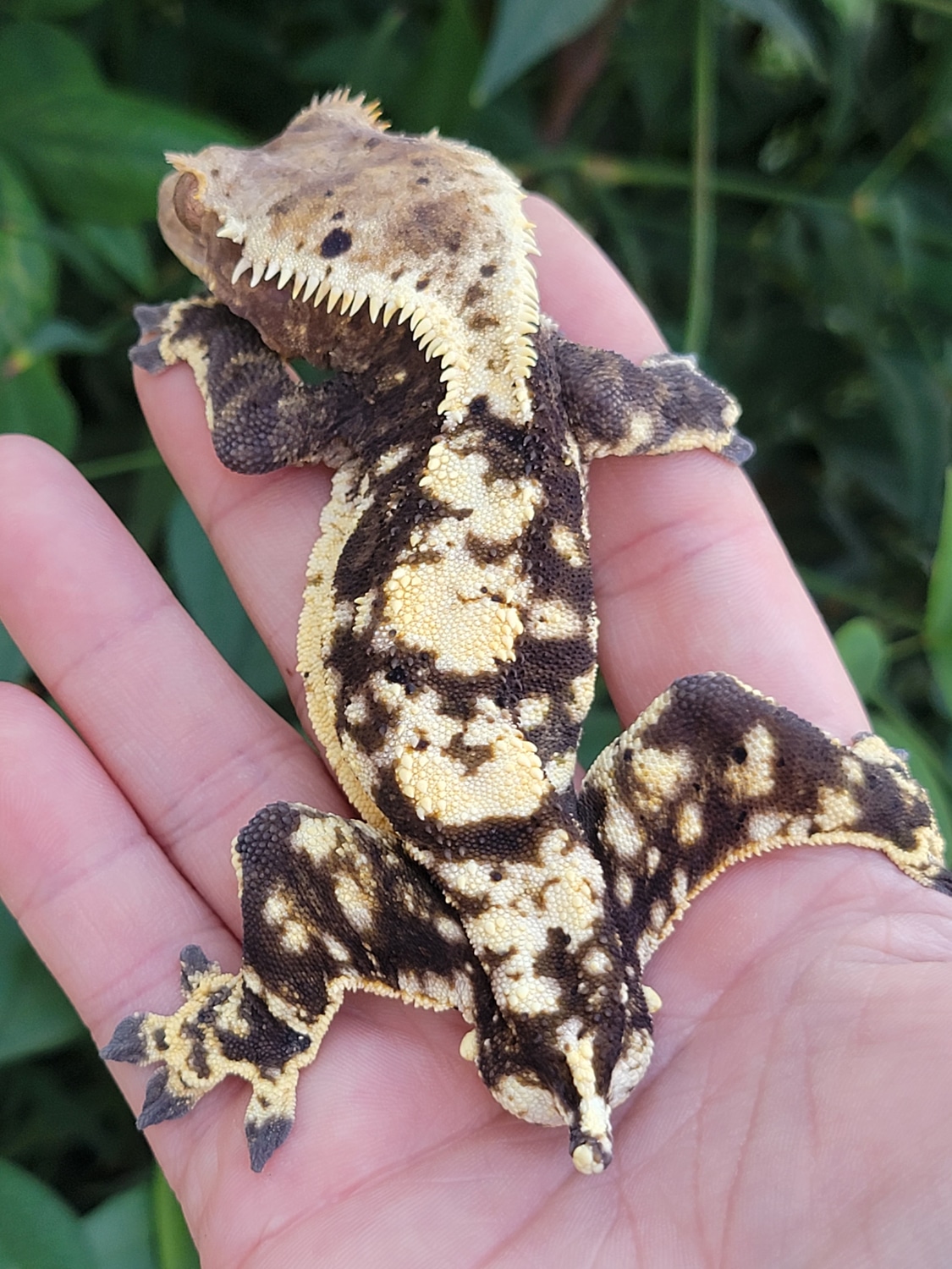Funky Dark And Cream Crested Gecko by Crestopia Reptiles,llc - MorphMarket