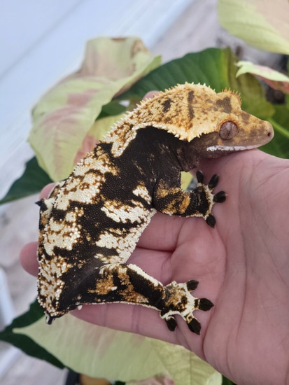 Cream Harlequin Crested Gecko by Crestopia Reptiles,llc