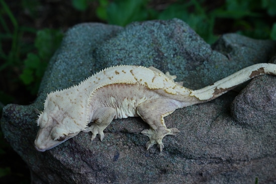 Yellow Harlequin Crested Gecko by Crestopia Reptiles,llc