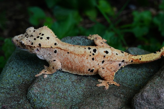 Peach Dalmatian Crested Gecko by Crestopia Reptiles,llc