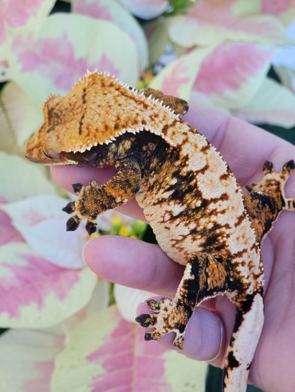 Crazy High End Tricolor Crested Gecko by Crestopia Reptiles,llc