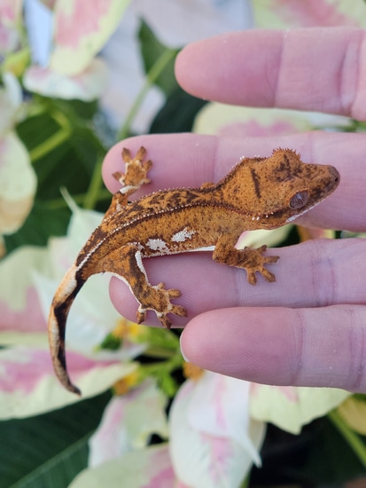 Orange Phantom W/ White Tipped Crests Crested Gecko by Crestopia ...