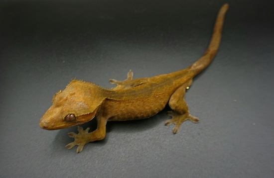 Red Male Crested Gecko by Silver State Geckos