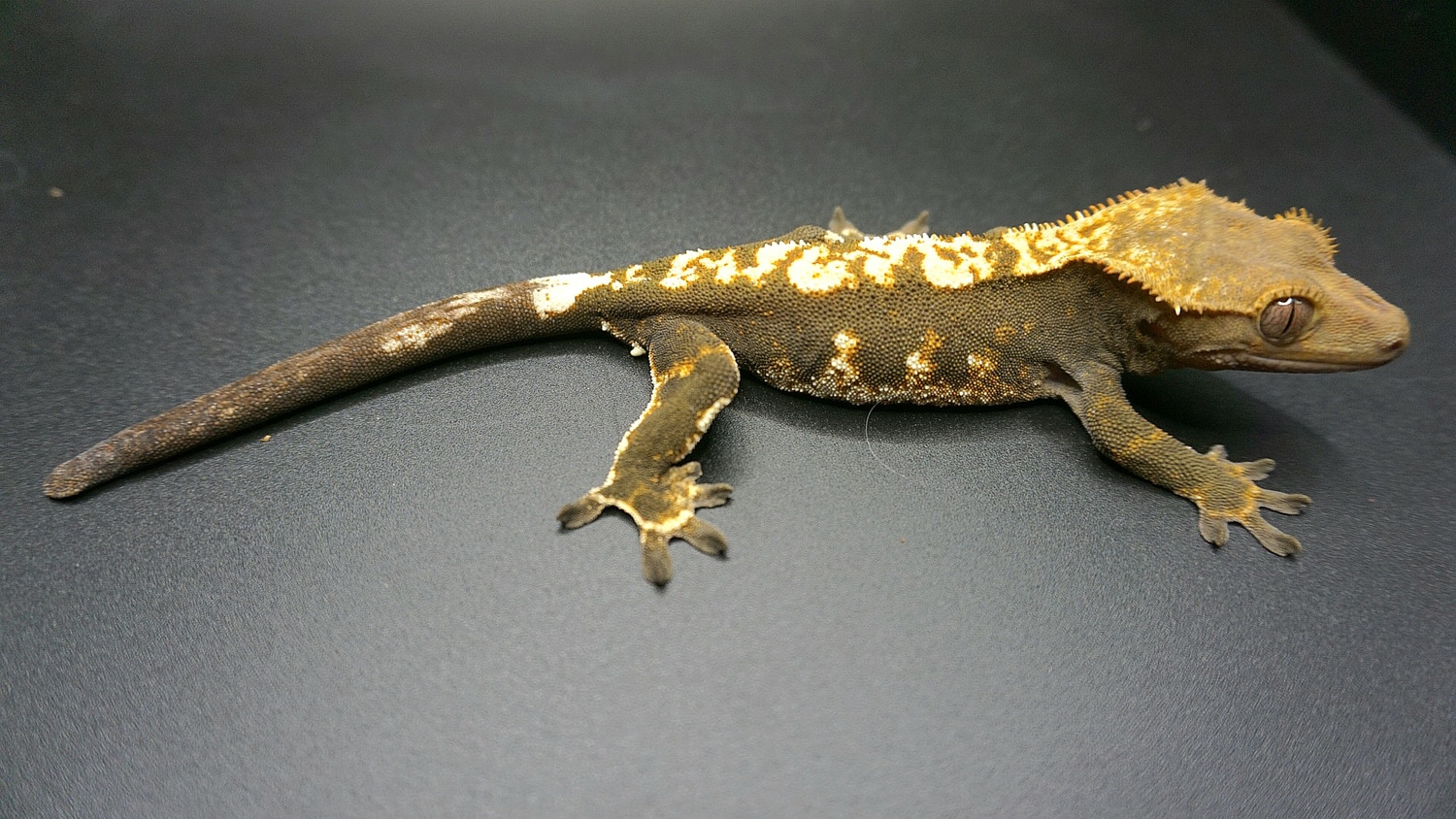 Bright White Tri Color Harlequin Female Crested Gecko by Silver State ...