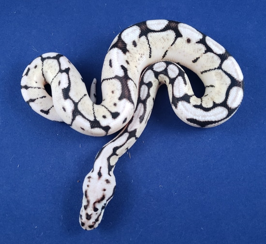 Zebra Bee Ball Python by Okefenokee Reptile Co.