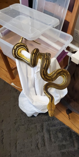 Platinum Phantom Tiger 100% Het. Pied Reticulated Python by Nakes by Chris