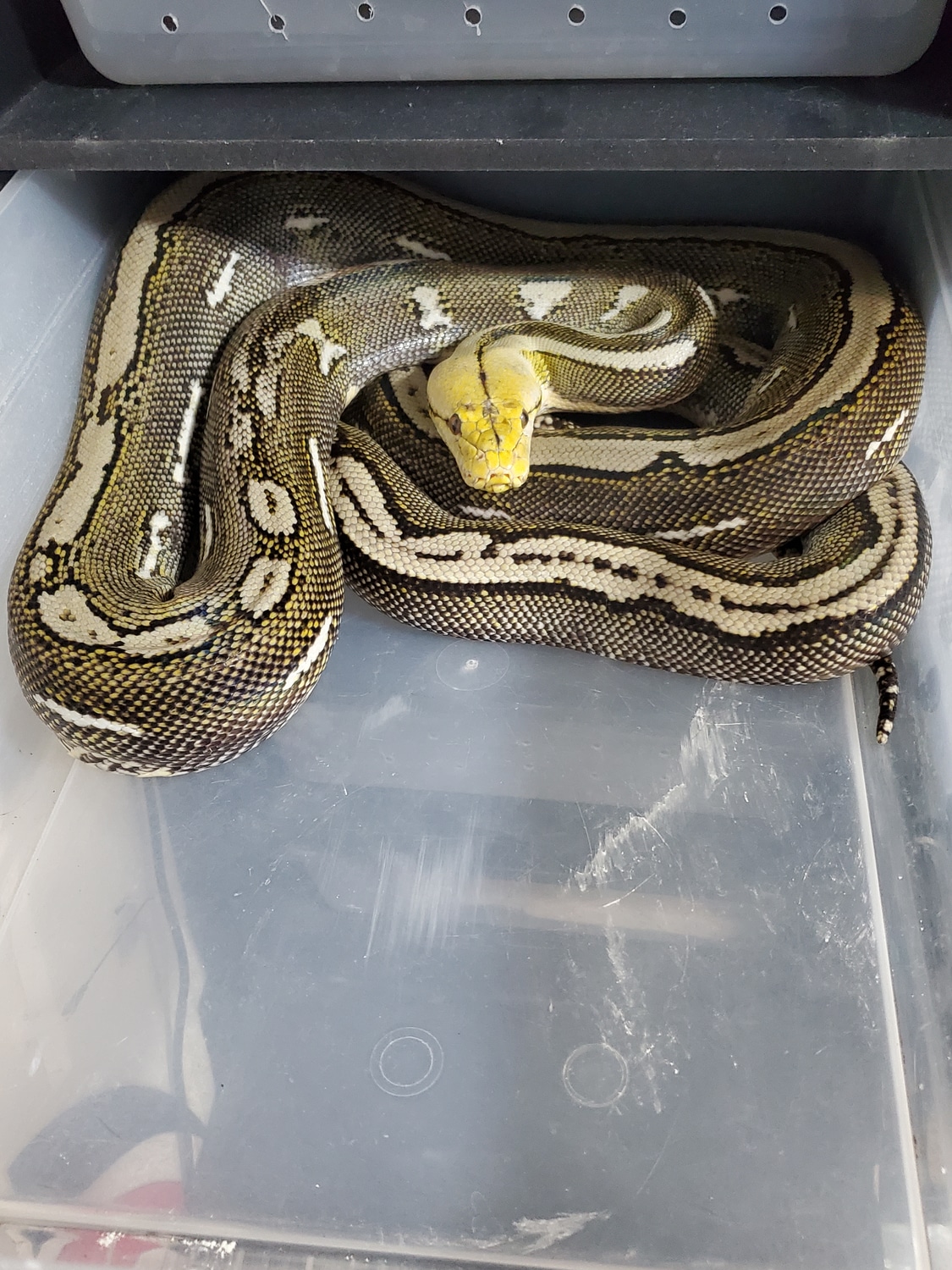 Orange Ghost Stripe Reticulated Python by Nakes by Chris - MorphMarket