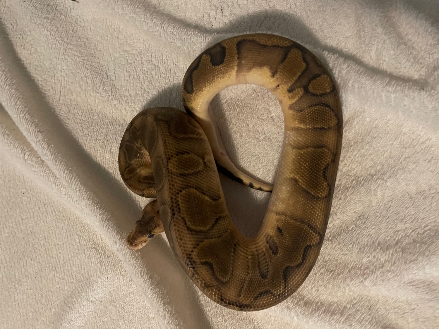 Enchi Champagne Het Clown (Poss Super Enchi) Ball Python by Ryland ...