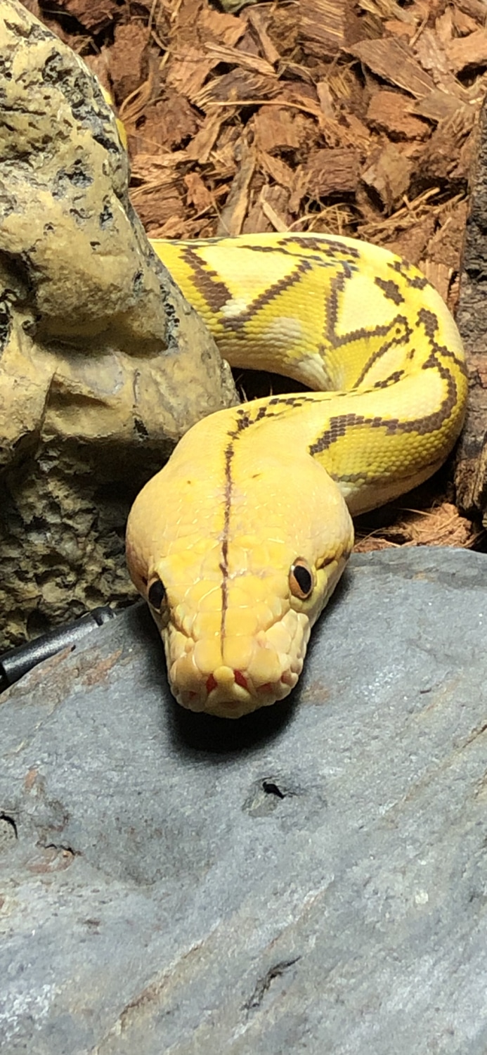 Mochino Sunfire 66% Het GS/Anthrax Reticulated Python by Hoosier ...