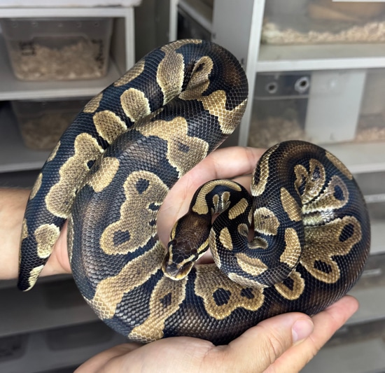 Chocolate Dbl Het Clown DG Ball Python by Tropical Morphs