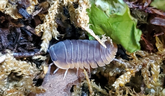 Cubaris Sp. "Red Edge" Isopod by Criminal Cresties