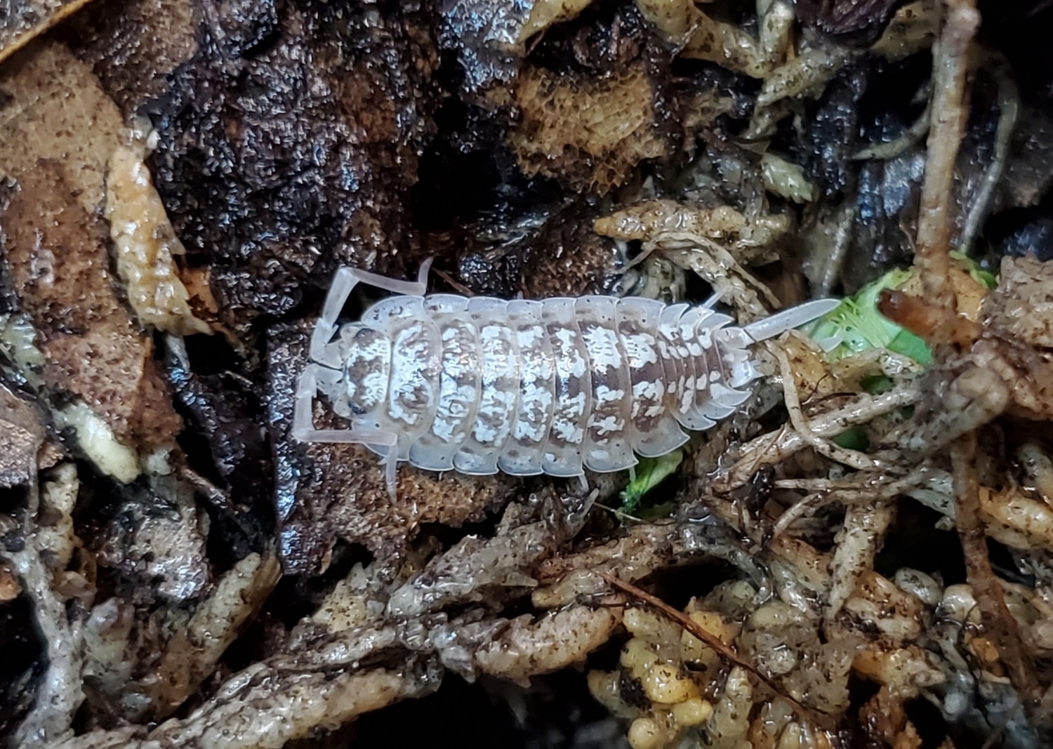 Porcellio Haasi "Light Isopod by Criminal Cresties - MorphMarket