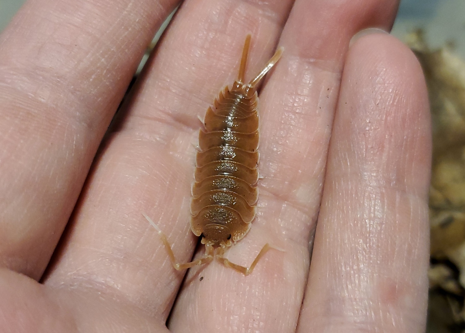Porcellio Magnificus Isopod by Criminal Cresties - MorphMarket