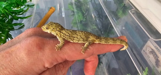 Eurydactylodes Vieillardi MALE Chameleon Gecko by Crimson Cresties