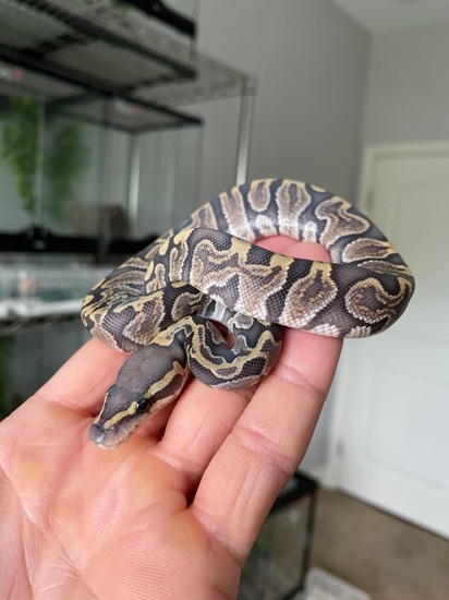 Ghi Vanilla Pos Het Hypo Chocolate Ball Python by Gc.Reptiles