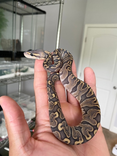 Ghi Vanilla Pos Het Hypo Chocolate Ball Python by Gc.Reptiles