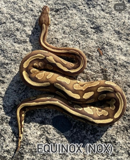 Mojave Parkway Ball Python by Crimson Rose Ball Pythons
