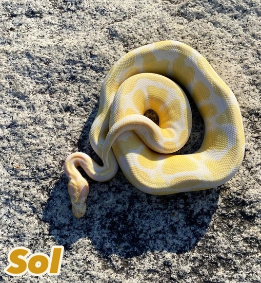 Albino 100% Het Sunset Male RGI Tested Ball Python by Crimson Rose Ball ...