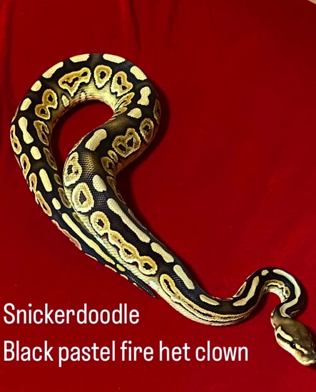 Black Pastel Fire Het Clown Ball Python by Crimson Rose Ball Pythons