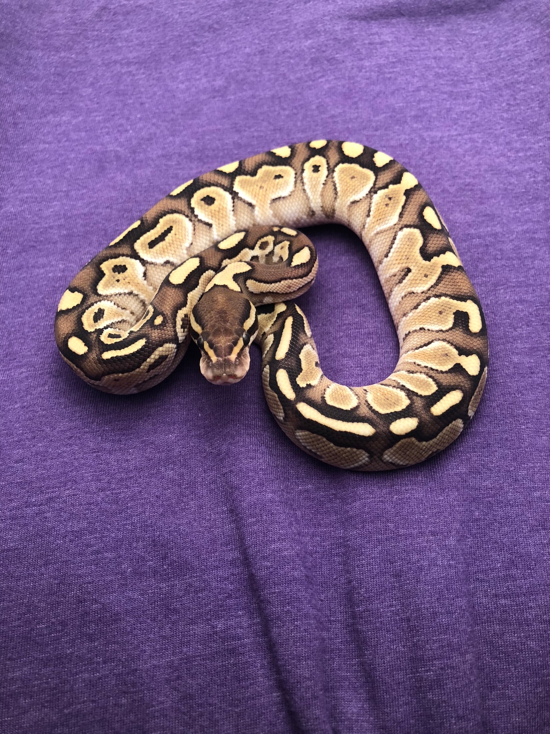 Butter Yellow Belly Ball Python by R C Royal Morphs - MorphMarket