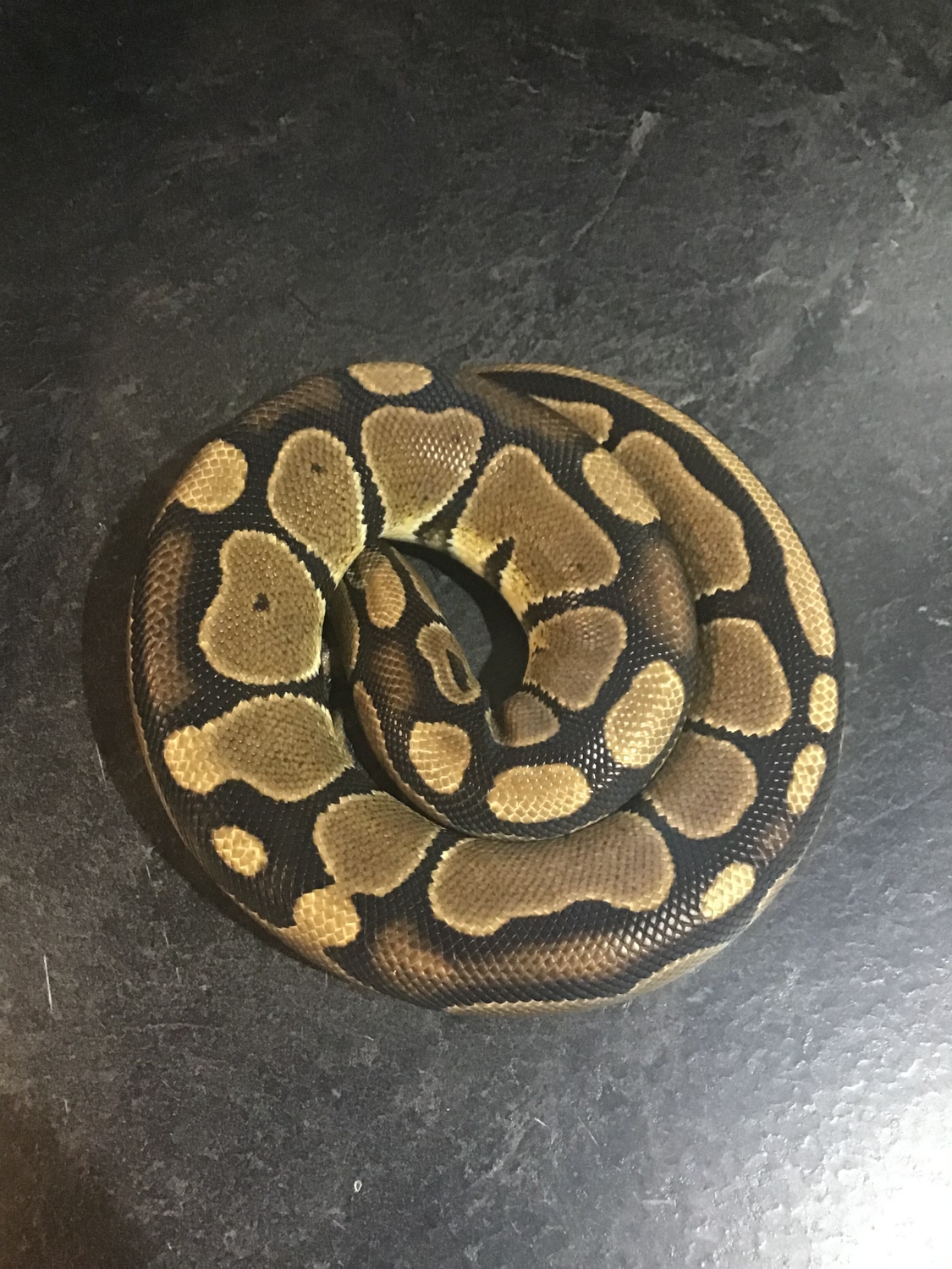Het Sunset Ball Python by R C Royal Morphs - MorphMarket
